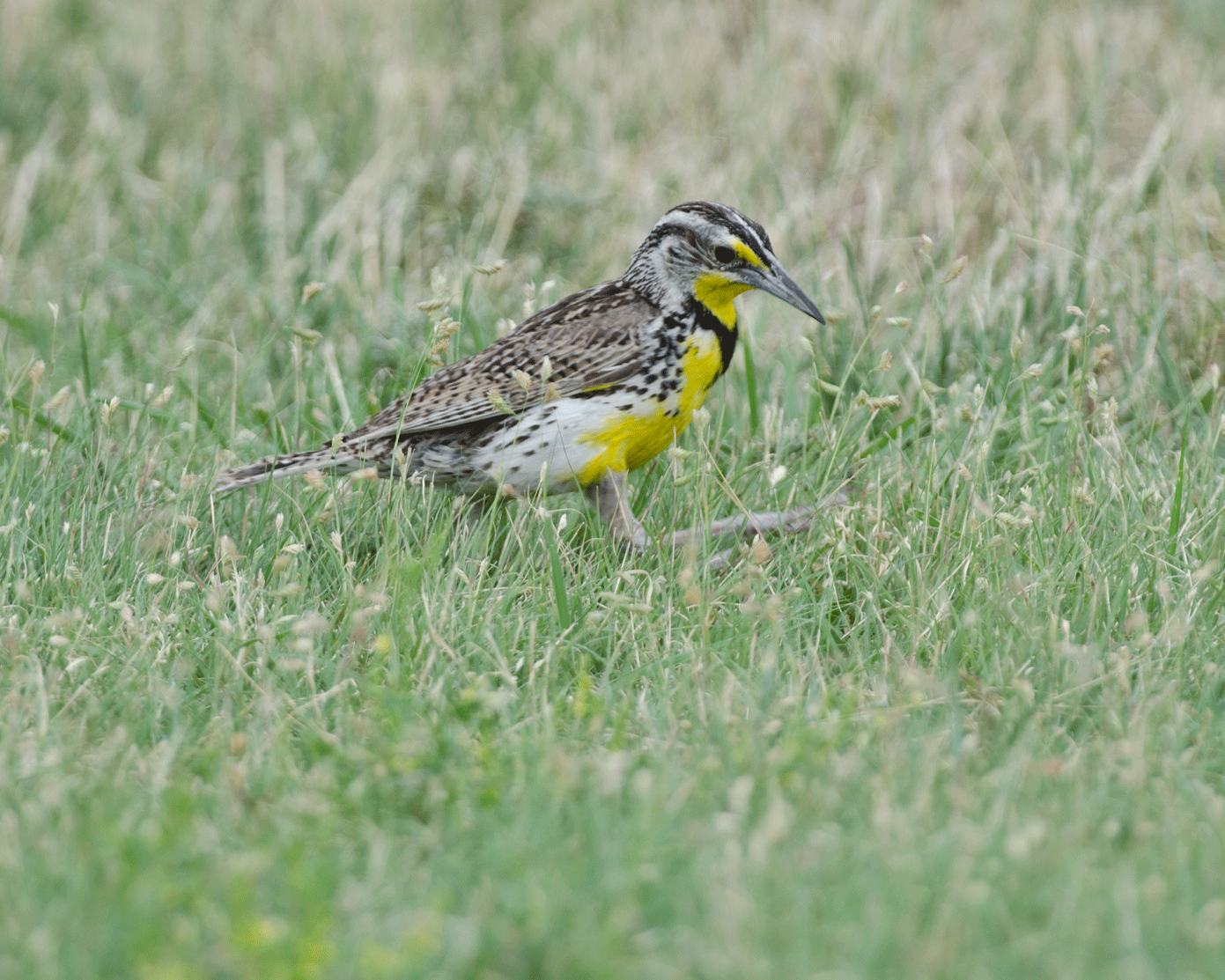 Journeys With Judy: Badlands National Park South Dakota