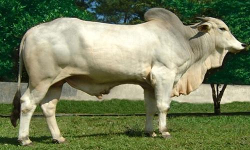 Macam - Macam Jenis Sapi Unggulan Lengkap Beserta Foto