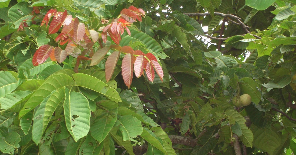 4 Cara Yang Benar Menanam Buah Matoa - Budayakan Menanam