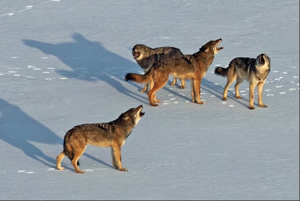 White Wolf : Ice bridge to Isle Royale impacts wolf population (Video)