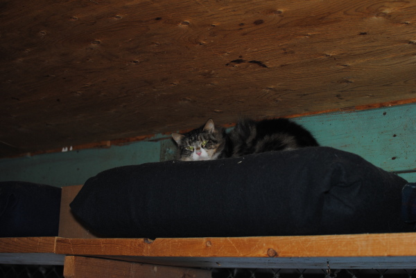 RAPS Cat Sanctuary » Asta (aka Astra)