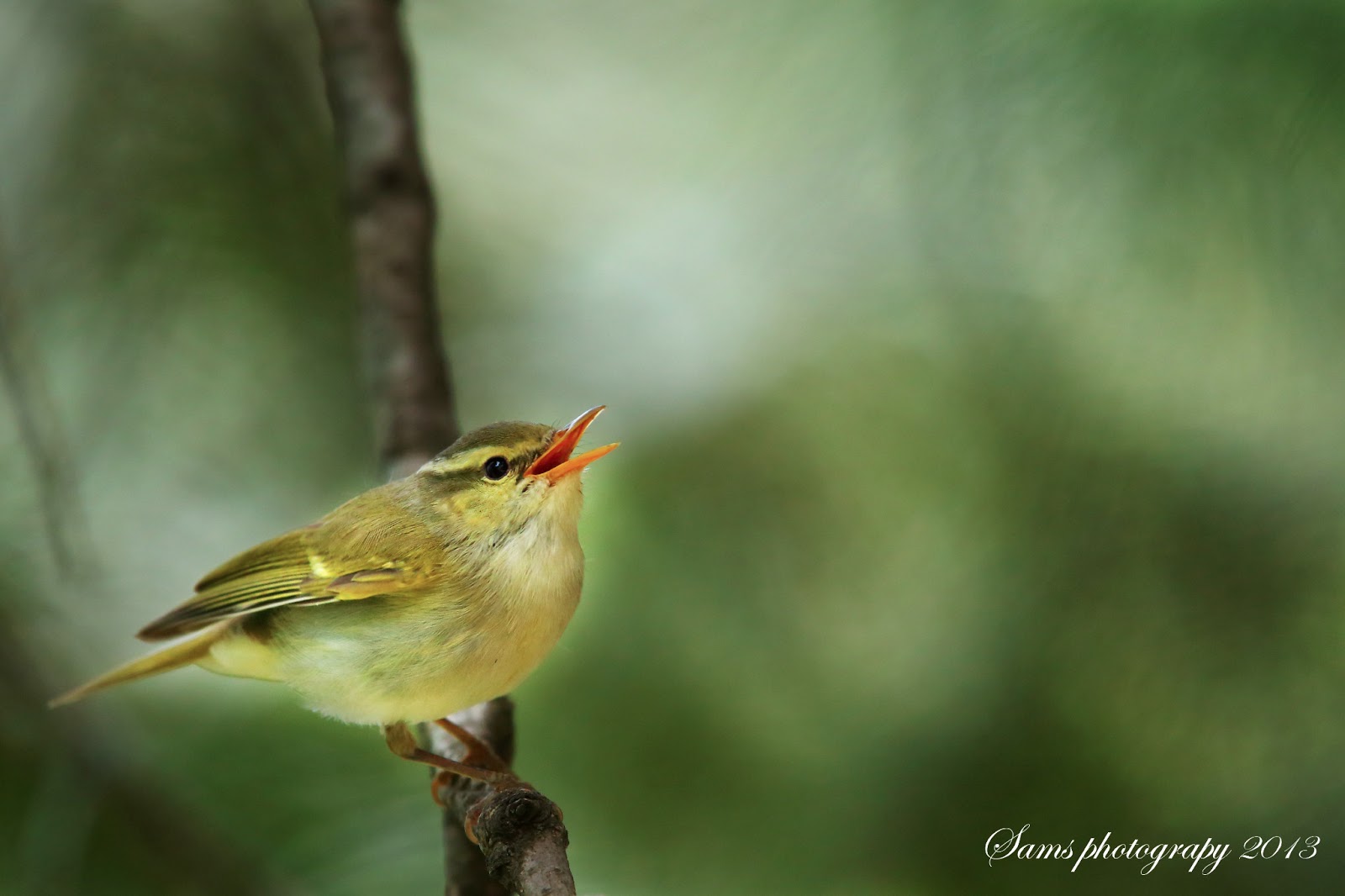 Blyth's Leaf & Western Crowned Warblers at Nathia Gali