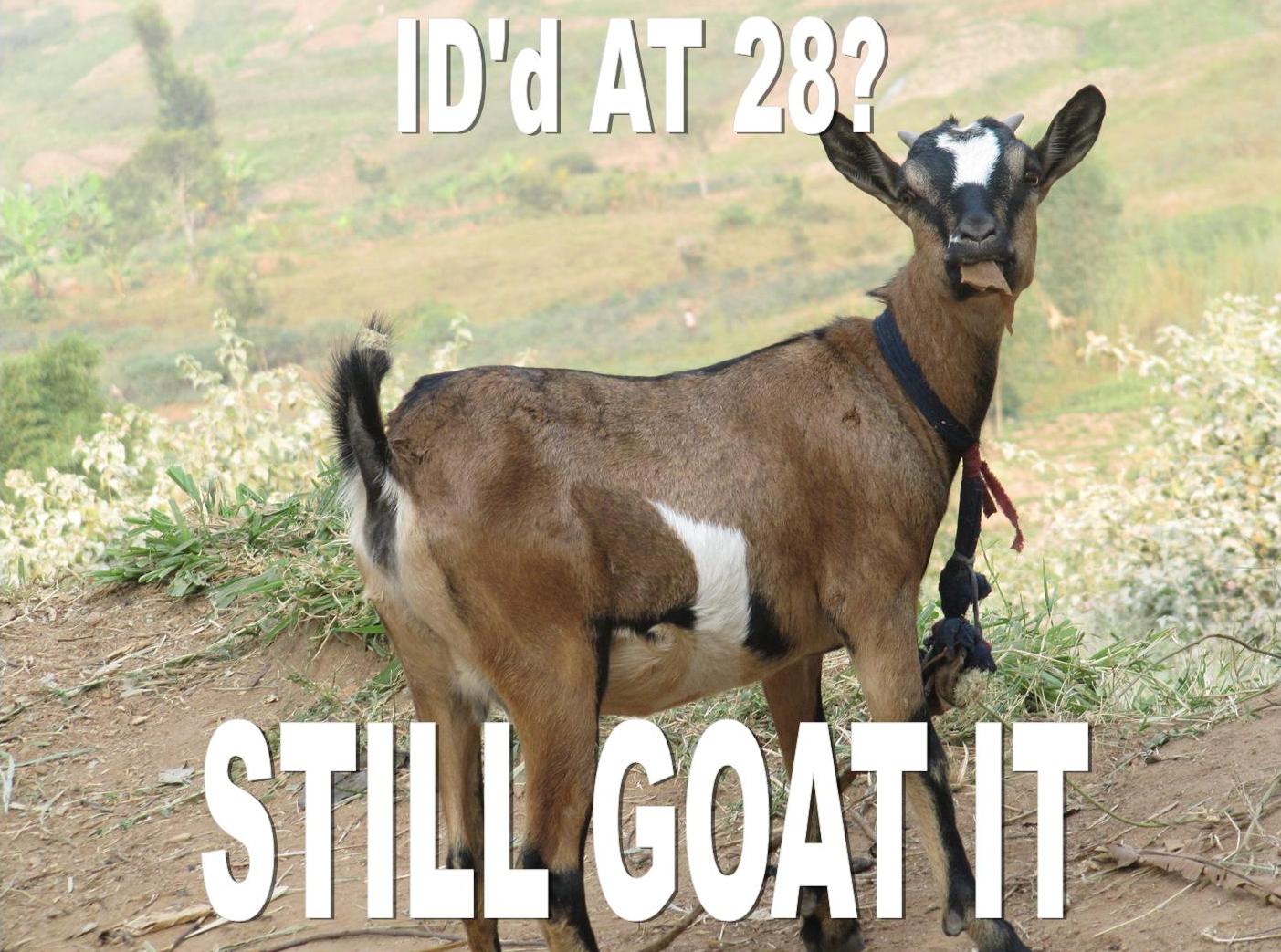 the wee apple: Goat tae mention the goats!