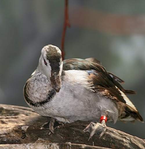 Cotton pygmy-goose images | Birds of India | Bird World