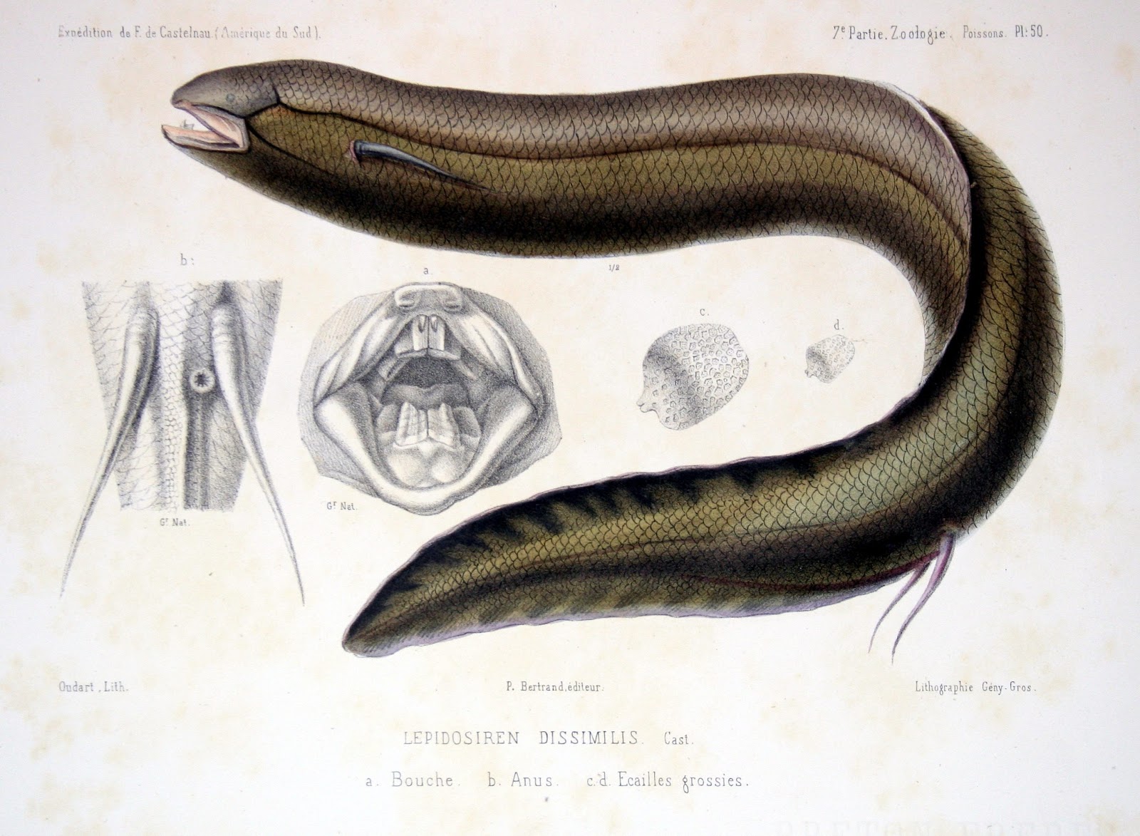 ShukerNature: SEEKING MEGA-CAECILIANS
