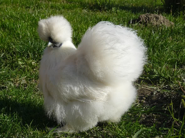 Ukrasna Zivina: Svilena Kokos