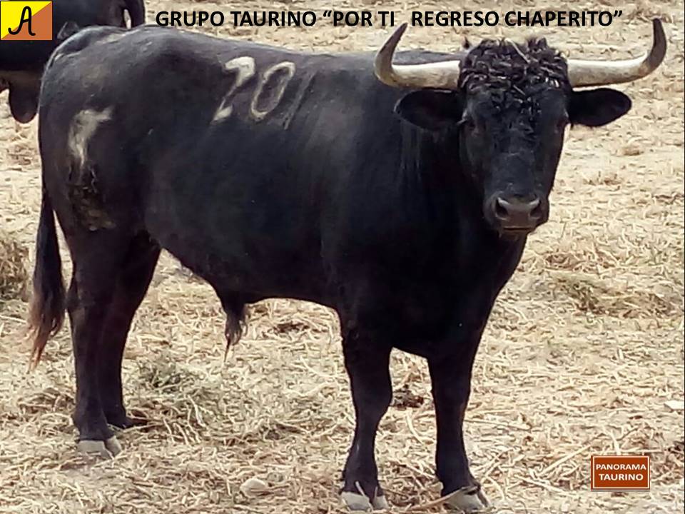 PANORAMA TAURINO DEL PERÚ: IMÁGENES DE LOS TOROS DE SAN PEDRO Y PAIJÁN ...