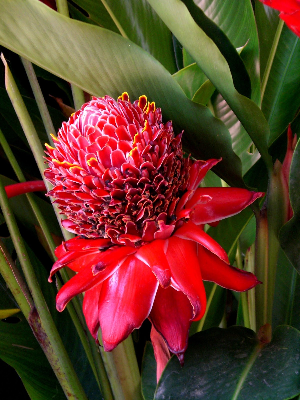 Heliconia aliator o baston del emperador | Flores colombia