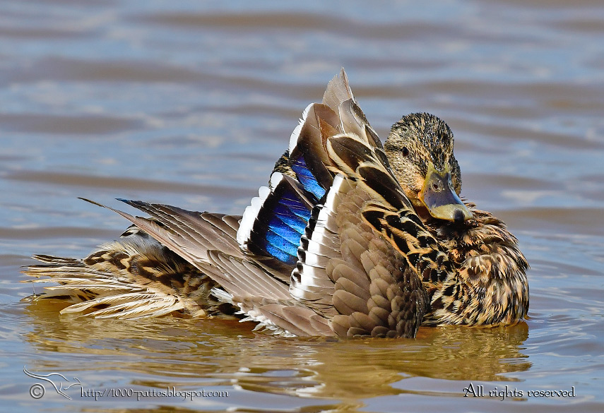 WILDLIFE GATEWAY: Canards colverts et Hérons cendrés en vol