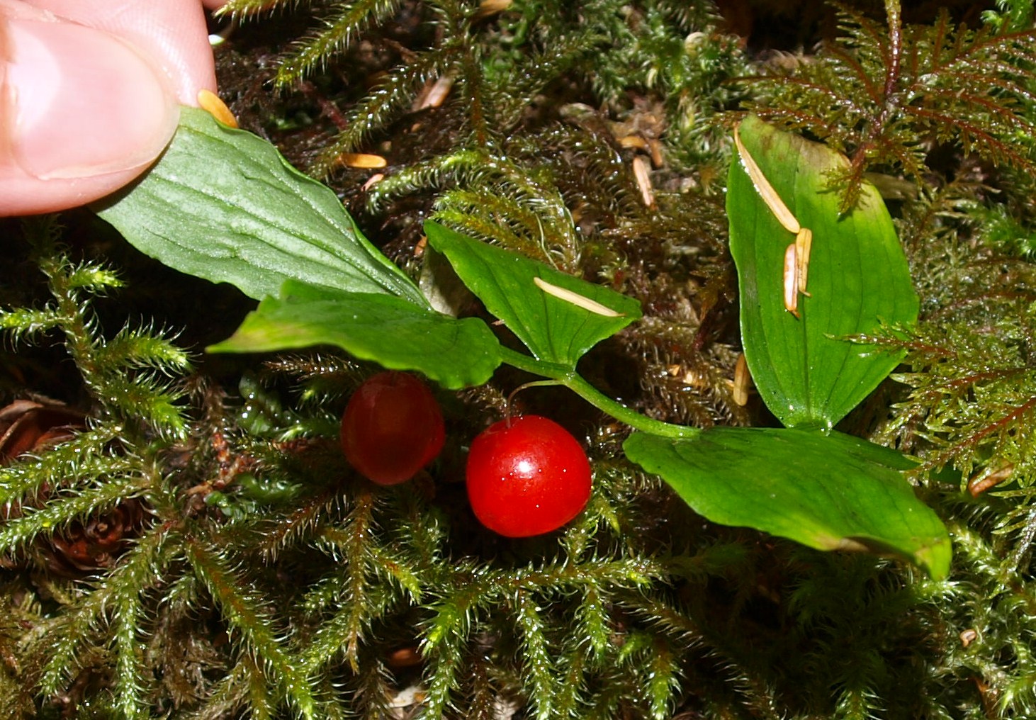 Lucky Alaska: Pflanzen in Alaska