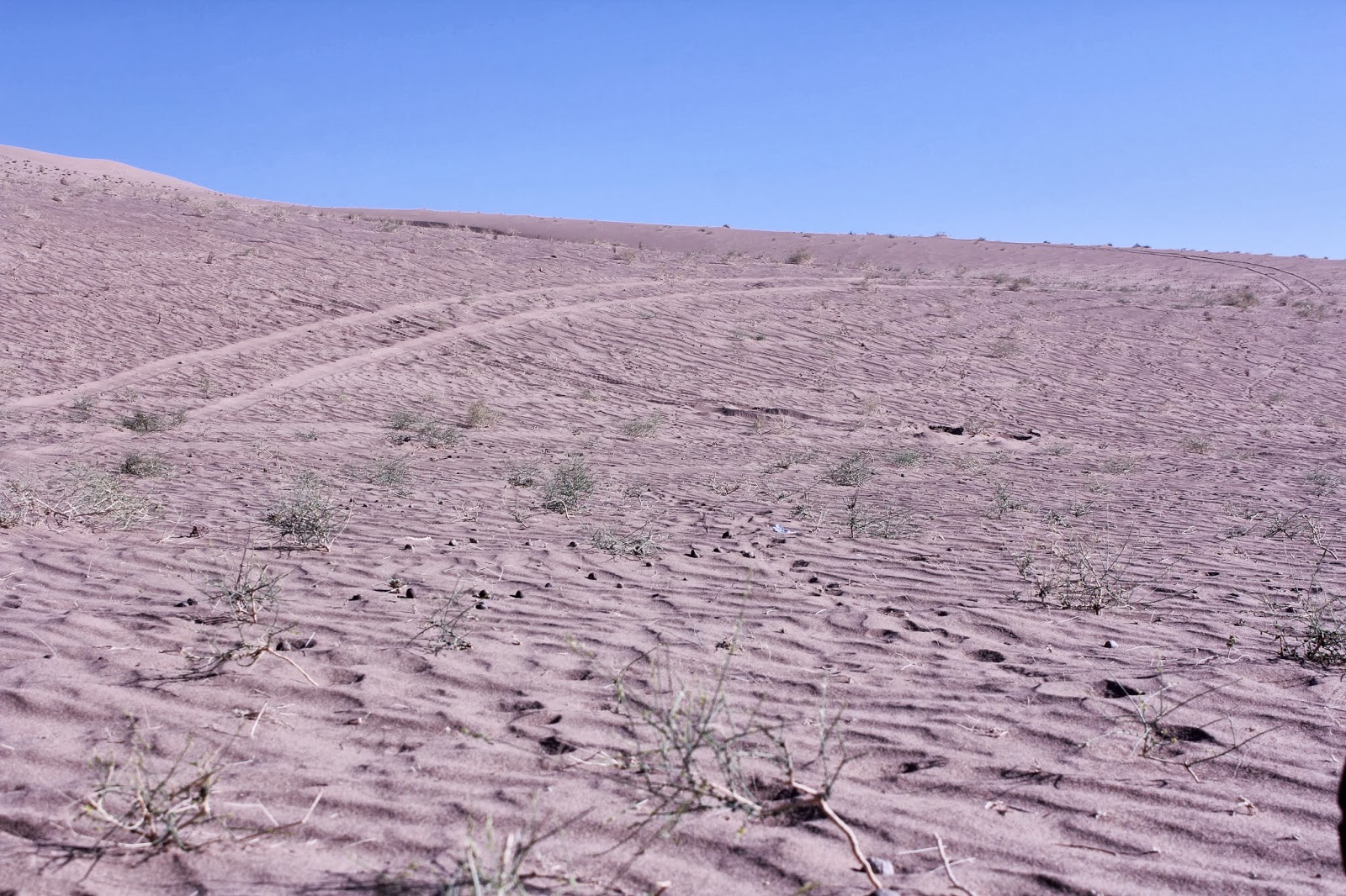 Arabian Nights : Flora and Fauna of Western Saudi Arabia