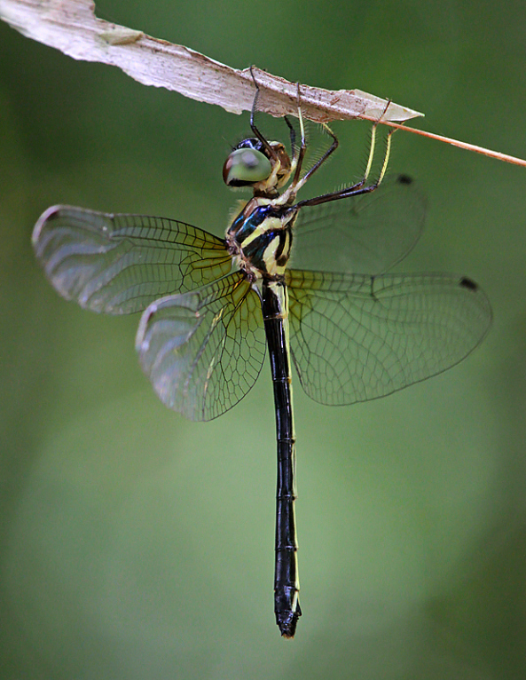 Dragonfly night mare