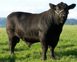 Rancho Los Alamos: Ganado Angus: