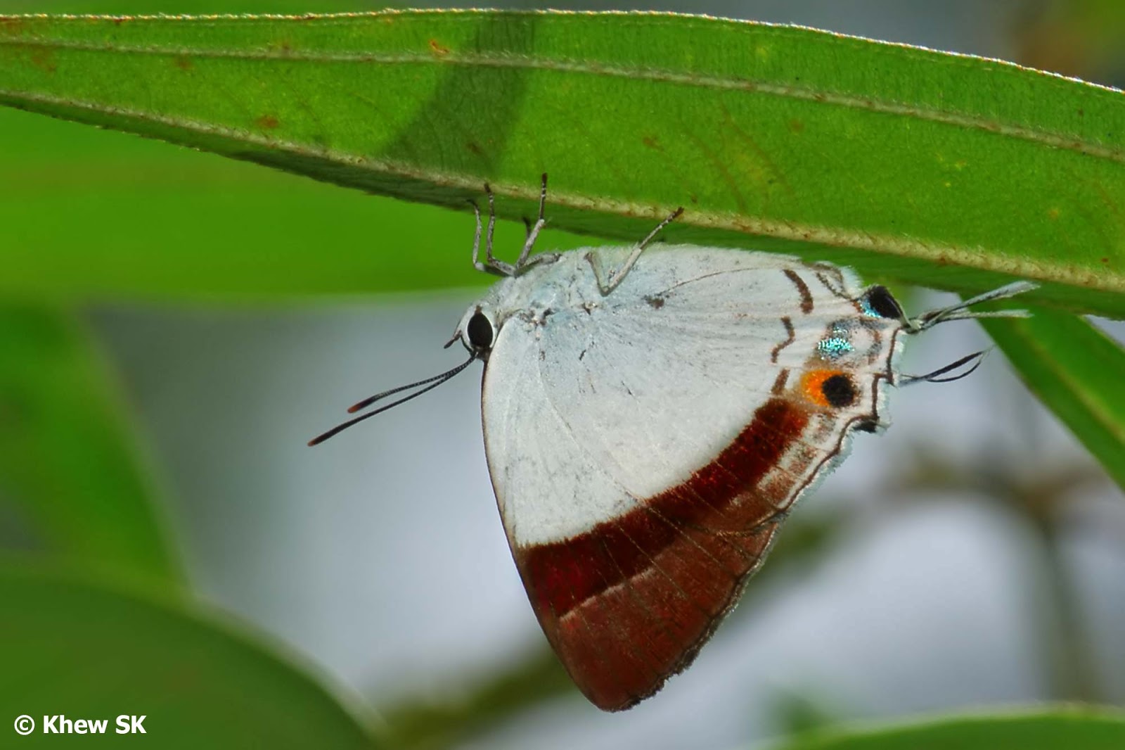 Butterflies of Singapore: Singapore's Royalty - Part 2