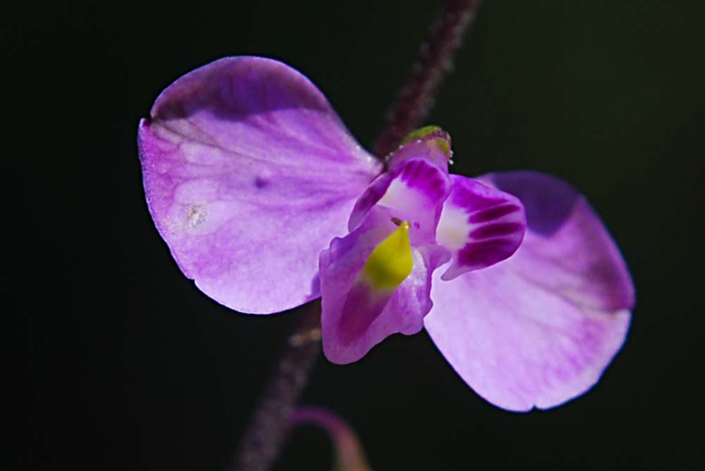 Space Coast Wildflowers: Tosohatchee WMA, June 3, 2012