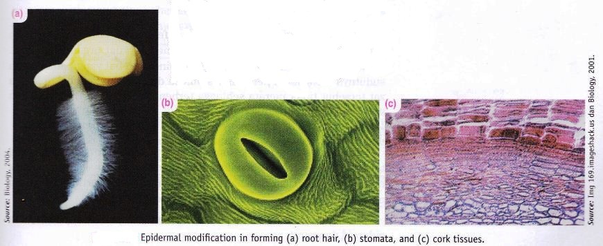 Structure and Function Of Plant Tissue Epidermis - New Science Biology
