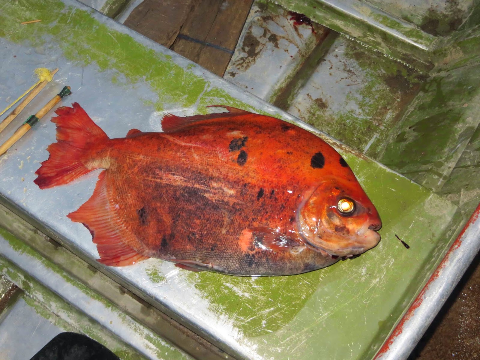 Travelling Man: Guyana holiday in pictures