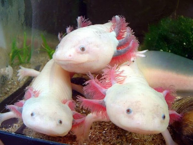 INDONESIAN FRESHWATER FISH COMMUNITY - IFFC: AXOLOTL