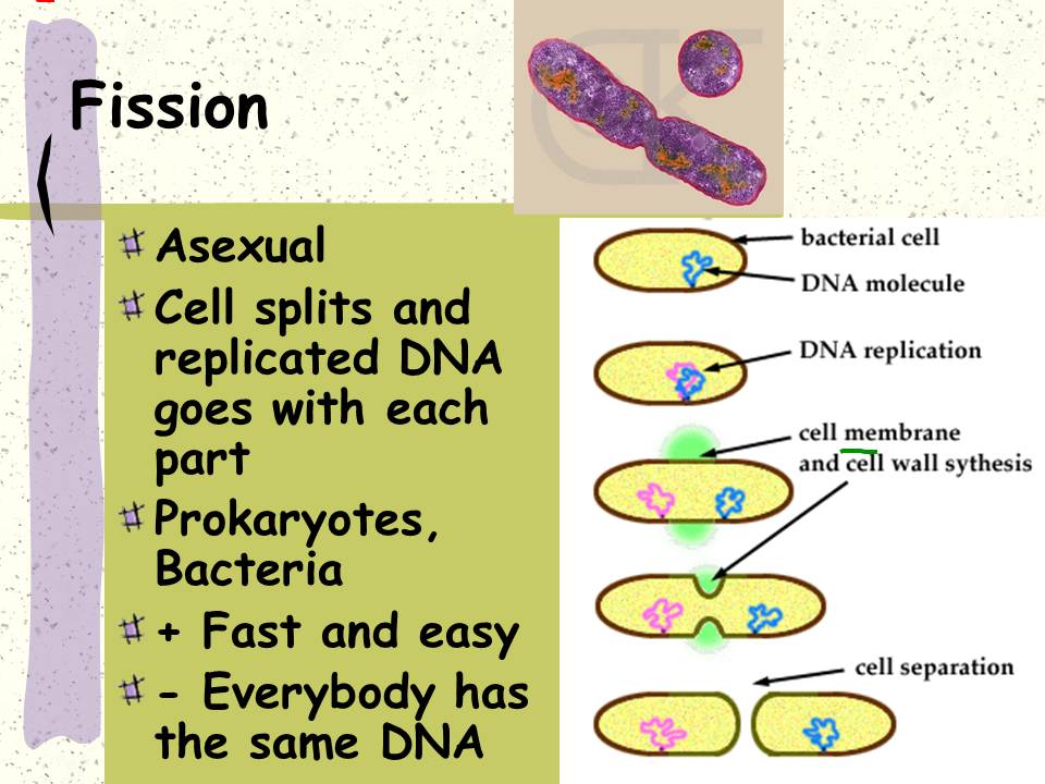 Sandoval's Awesome Science: Asexual and Sexual Reproduction