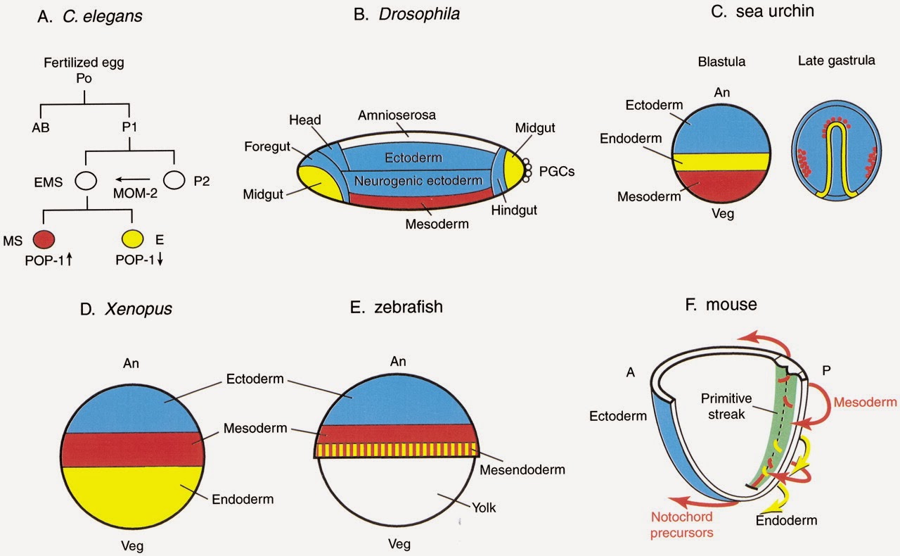 Blake's Honors Biology Blog: December 2013