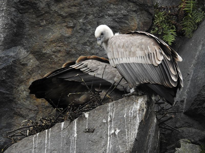 Faszination Geier: Der größte Geierfelsen der Welt!?