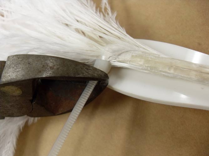 Flo Foxworthy - Showgirl Costumier: Making ostrich feather fans with ...