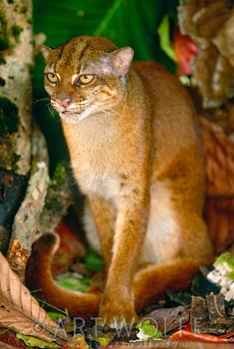 Kucing merah Khas (Kalimantan Indonesia.) ~ hewan-hewan