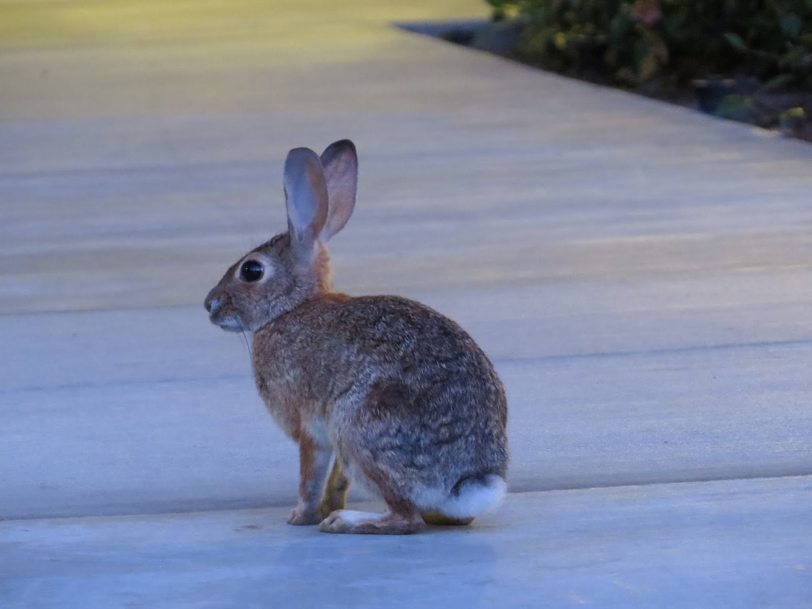 Wild Animals in My Neighborhood | It has grown on me!