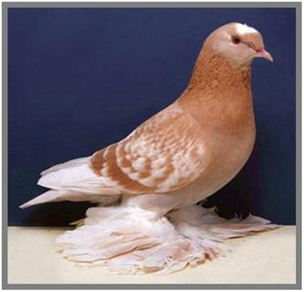 German Beak Crested Trumpeter | BD PIGEONS