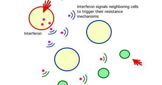 Apa Itu Interferon Dan Cara Interferon Bertindak