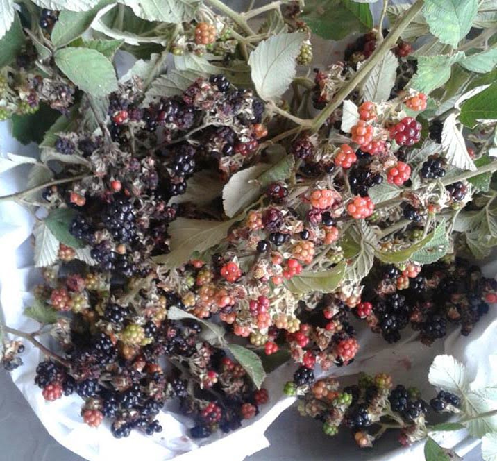 Culture & Civilization of Circle Bakote........ Past and Present in Picture