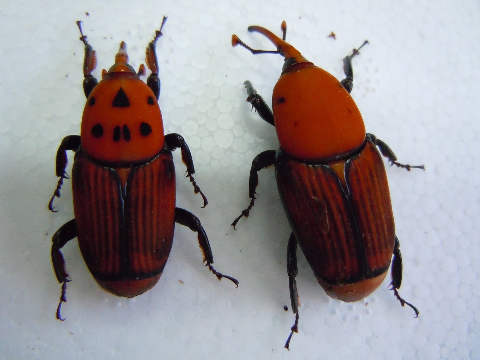 Taller de Ciencias y Naturaleza: El Picudo Rojo en nuestro Colegio