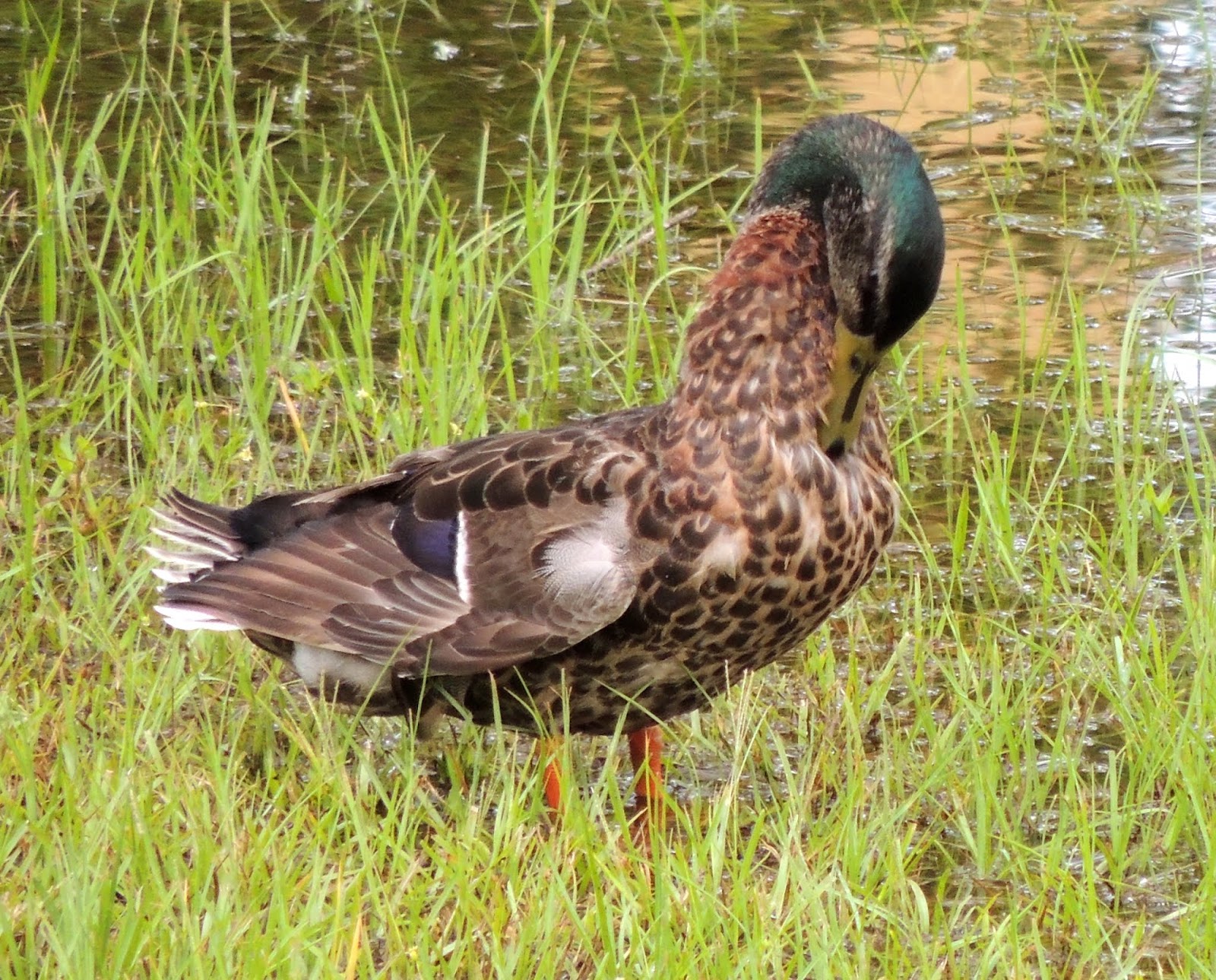 Our Florida Yard: Hybrids? Mottled and Mallard Ducks