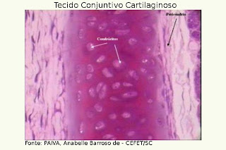 Biologia Celular e Histologia: Tecido Cartilaginoso