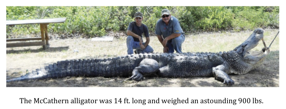 Texas Cryptid Hunter: Monstrous Alligator Killed in Leon County, Texas
