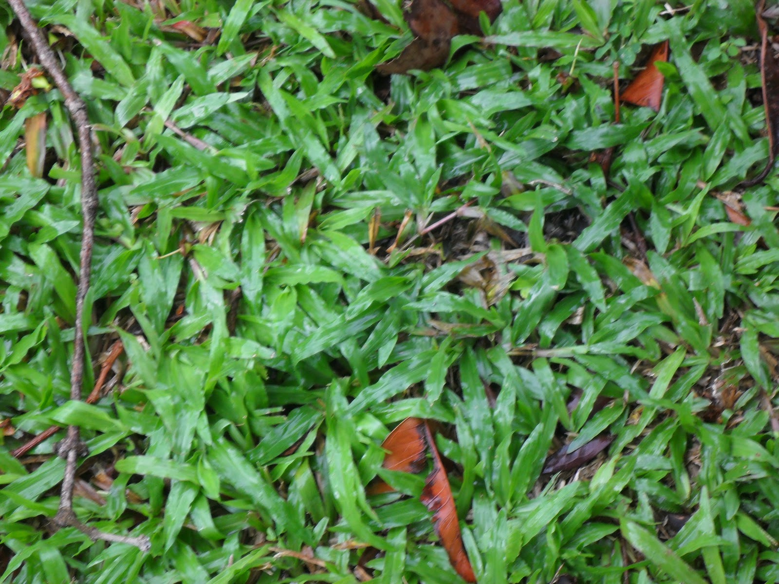 nature lover: Axonopus Compressus