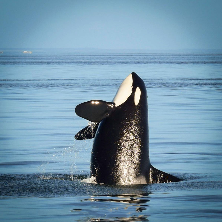 White Wolf : 105-Year-Old World’s Oldest Orca Is Spotted Splashing ...
