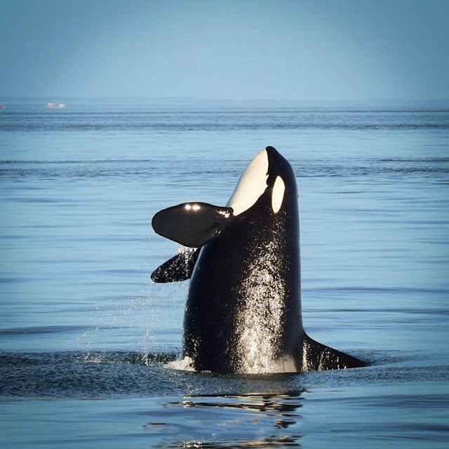 White Wolf : 105-Year-Old World’s Oldest Orca Is Spotted Splashing ...