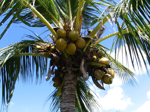 Plant | Rare Plants, Plant Lovers | Plant Blog: How Useful Is A Coconut ...