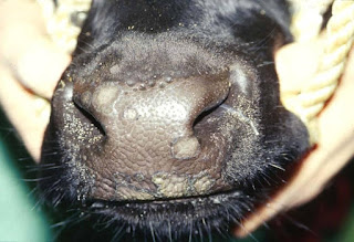 French Vocabulary Illustrated: mufle