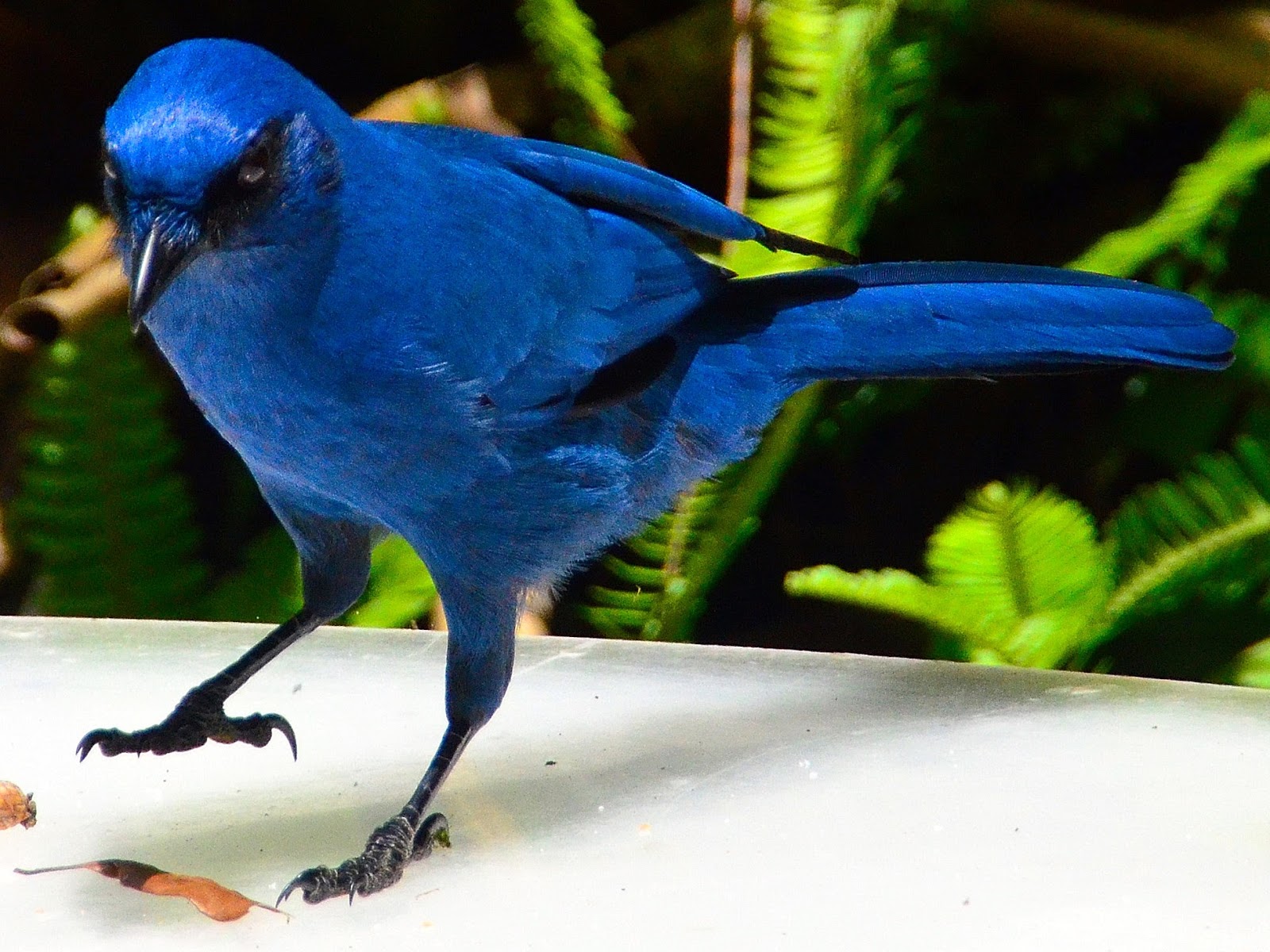 Taxonomía Chordata: Clase Aves Orden Passeriformes