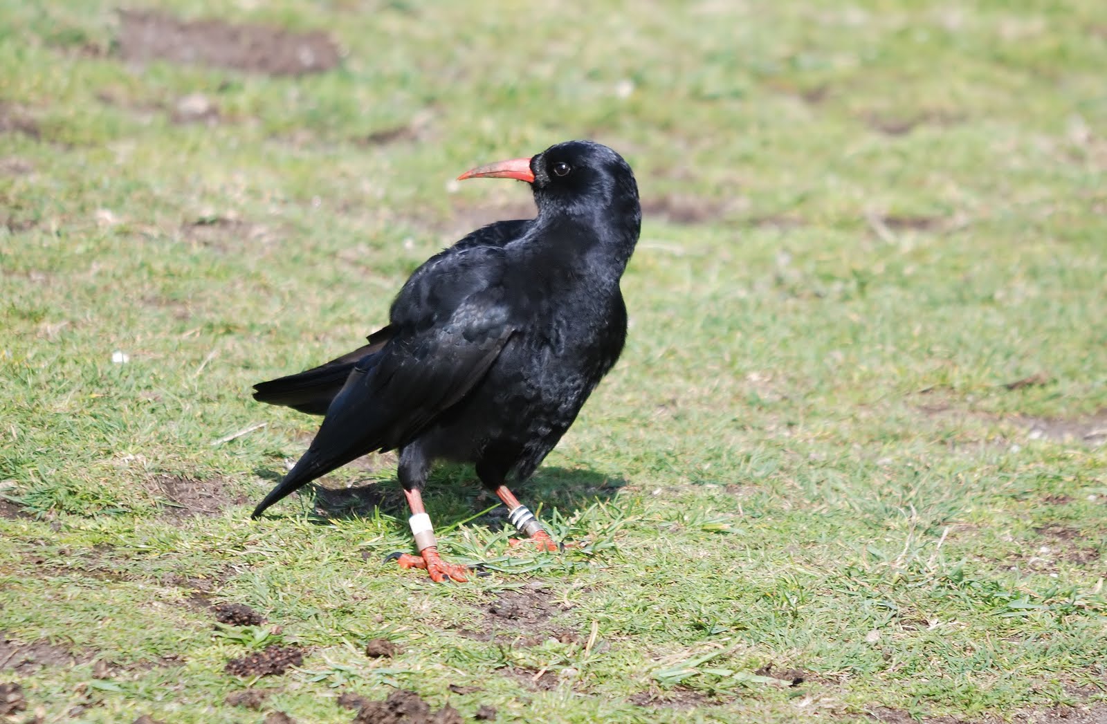 Anthony Miners Wildlife Photos: Cornish Choughs