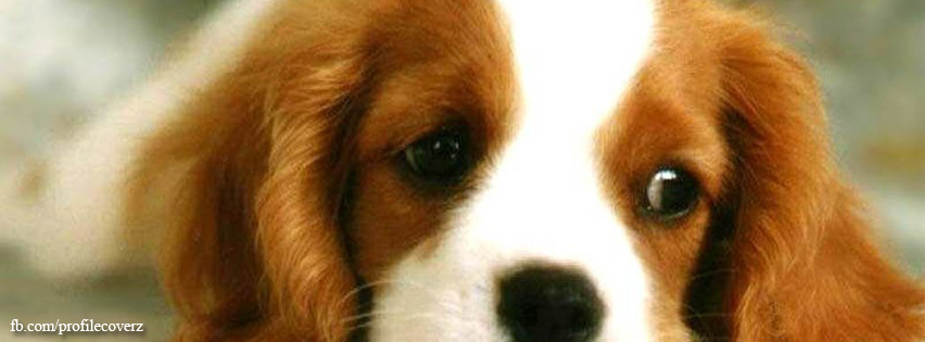 Facebook Profile Covers: My Puppy - Profile Covers