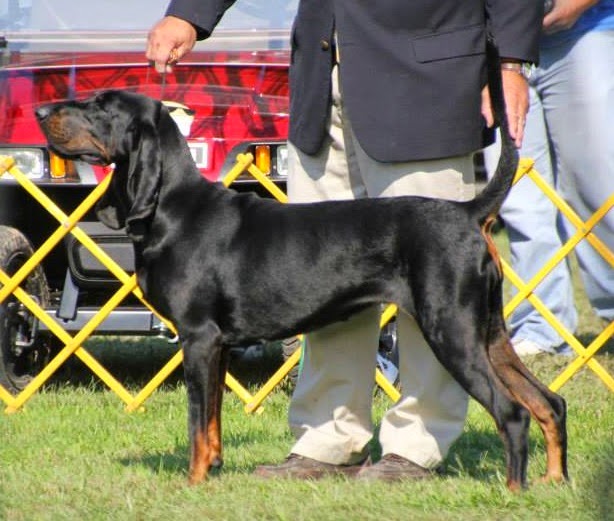 DOG SHOW POOP: 2014-04-27