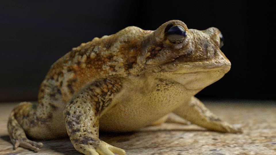 Download Toad 3d Model | Computer Graphics Daily News