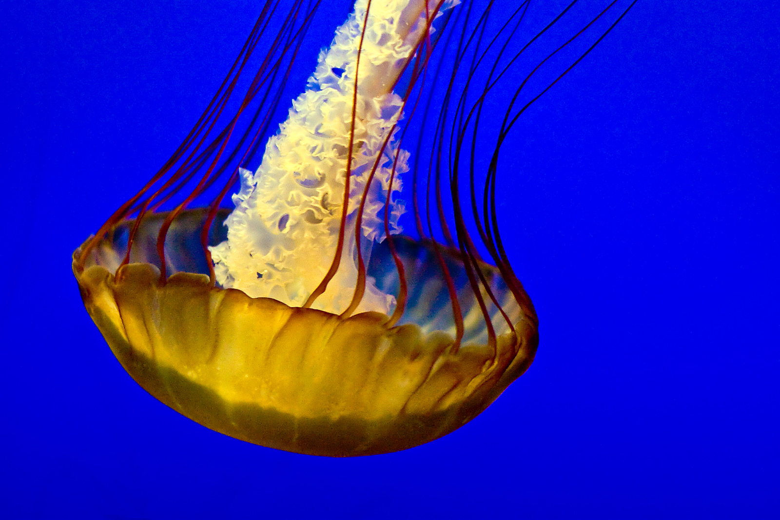 Images and Reflections by Tom Debley: The Wondrous Jelly Fish of ...