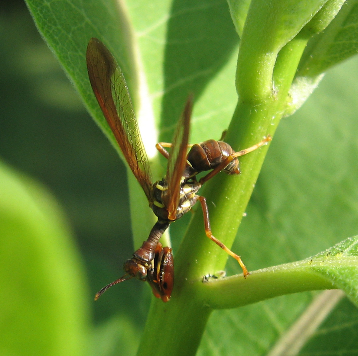 Tangled Web: Mantidfly, Antlion, Fishfly, Lacewing and Dobsonfly ...