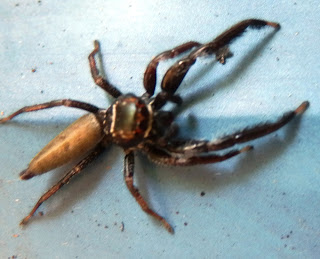 News from Coquette Point