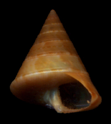 MALACOLOGÍA MEDITERRÁNEA: Listado de especies