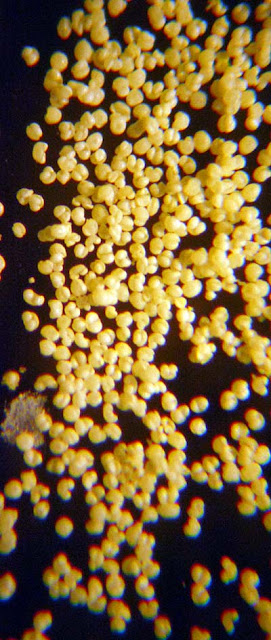 CABINET OF CURIOSITIES: Conifer pollen